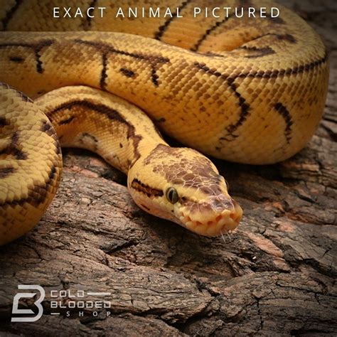 Lemon Blast Ball Python