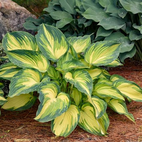 My Fair Lady Hosta Sooner Plant Farm