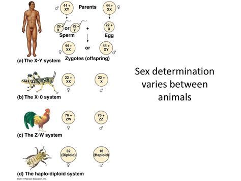 Ch 15 Warm Up Definitions Sex Linked Gene Barr Body Sry Gene Ppt