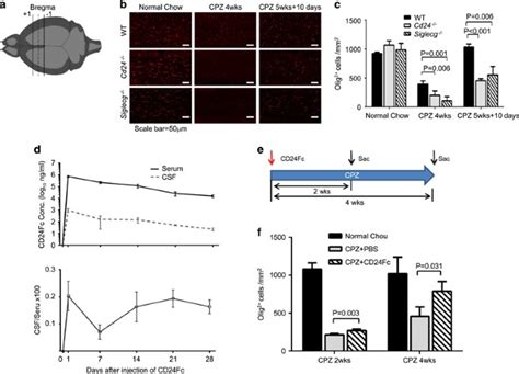 The Cd24 Siglec G Axis Protects Mice Against Cuprizone Induced