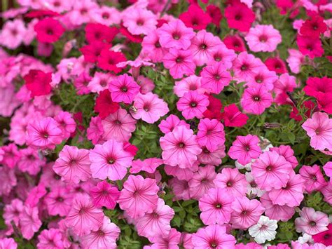 Single Pink Flower Plant