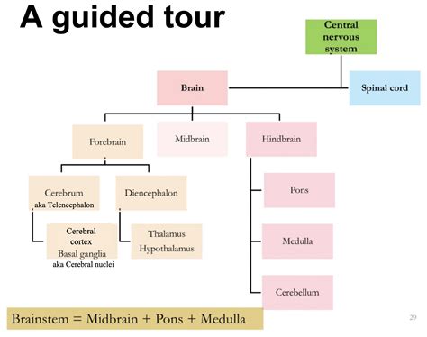 Every Labeled Brain Structure Falls Within A General Hierarchy Of The Central Brain