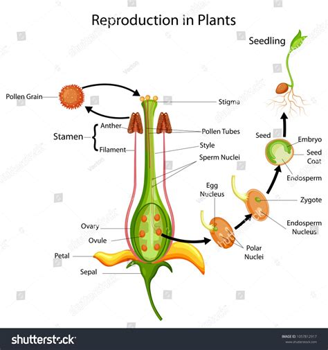 Plant Reproduction Process Diagram Flow Chart Of Reproductio