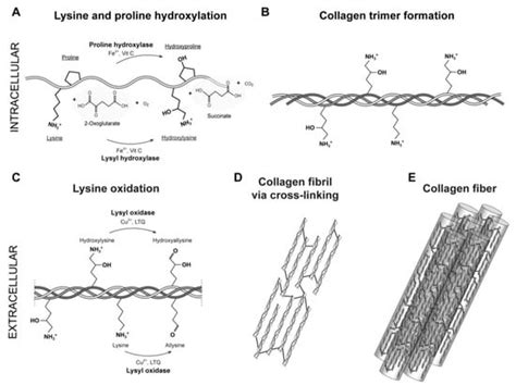 Exploring The Interplay Between Polyphenols And Lysyl Oxidase Enzymes