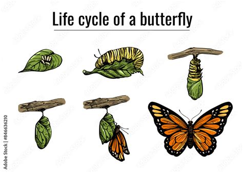 Life Cycle Of A Butterfly Realistic Engraving Style Hand Drawn