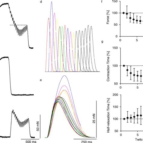 Decomposition Of The Tetanic Contraction With The Force Decrease Into