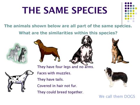 Are All Dogs Same Species
