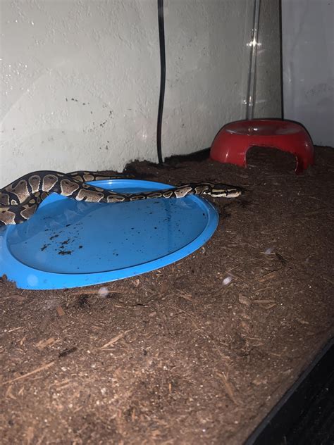 Why Is My Ball Python Chillin In Her Water Bowl Rballpython