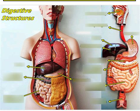 Practical 2 Digestive Structures Diagram Quizlet