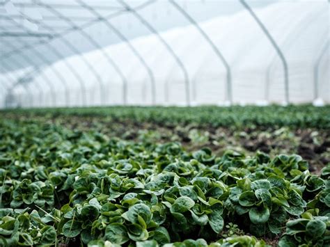 Organic Biofertilizers And Biostimulants Composed Of Algae Allmicroalgae