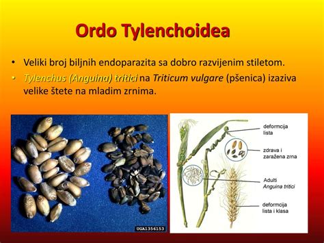 Ppt Phylum Mesozoa Powerpoint Presentation Free Download Id5472601