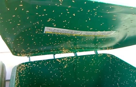 Got Maggots In Your Outdoor Garbage Can This Is How You Can Easily Get