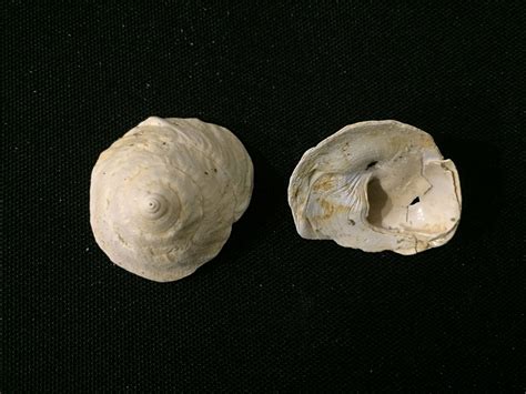 Xenophora Patellata Member Collections The Fossil Forum