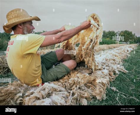 Funny Adult Farmer Taking Sleep A Nap On Sheep Wool Mulch Ready For Planting Cabbage In Organic