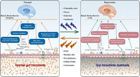 Frontiers The Role Of Gut Microbiota In Depression An Analysis Of