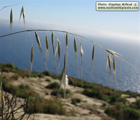 Avena Barbata Barbed Oat The Online Flora Of The Maltese Islands