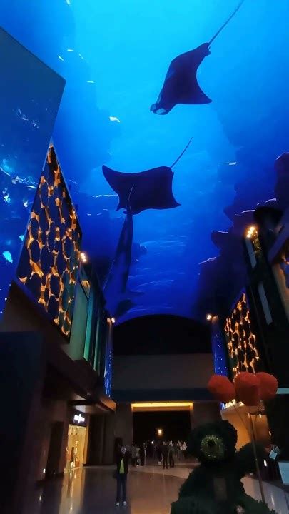 인스파이어 리조트 돌고래 Youtube