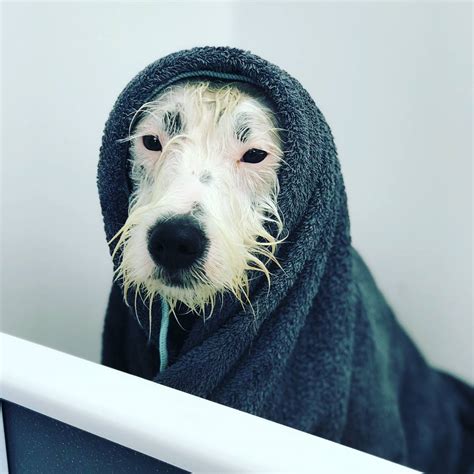 Rosie The Cockapoo Cross Staffy Bekis Pooch Parlour