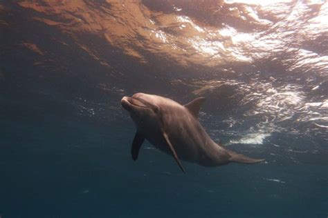 海豚（イルカ）な毎日♪♪シーズン到来！！ 素潜ら～z We Are Dolphinswimmers 楽天ブログ
