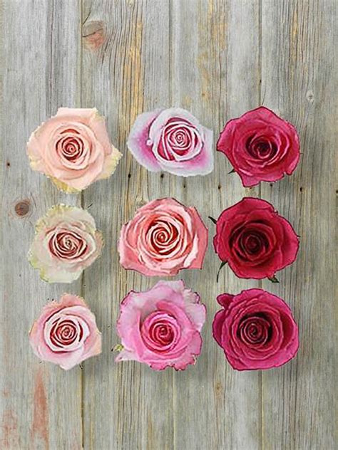 Wholesale Assorted Pink Roses Delivered Online Flowerfarm