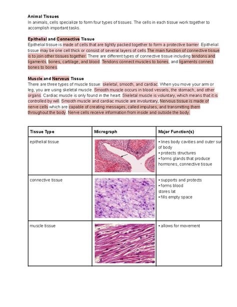 Tissues Shows Diagrams Of What Tissue What It Looks Like And What It