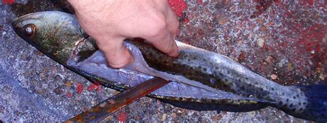 How To Fillet A Fish
