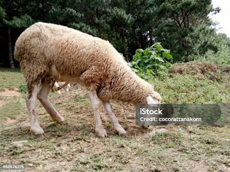 산에 농장에 양입니다 산 풀밭 그리고 Cabba G E에 누워 방목에 양 가축떼에 대한 스톡 사진 및 기타 이미지 가축떼