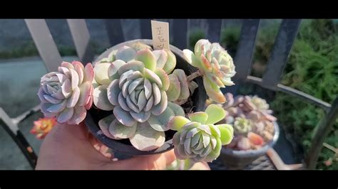 다육 식물 판매♡먼로적심 판매 엔젤세비얼 군생아이시그린을 아마빌레로 수정 아가보이데스창 Youtube