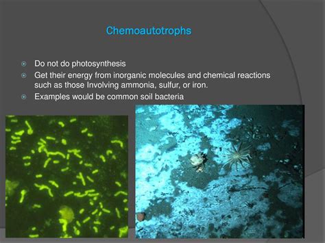 By Daniel Ospina And Nicolle Rodriguez Ppt Download