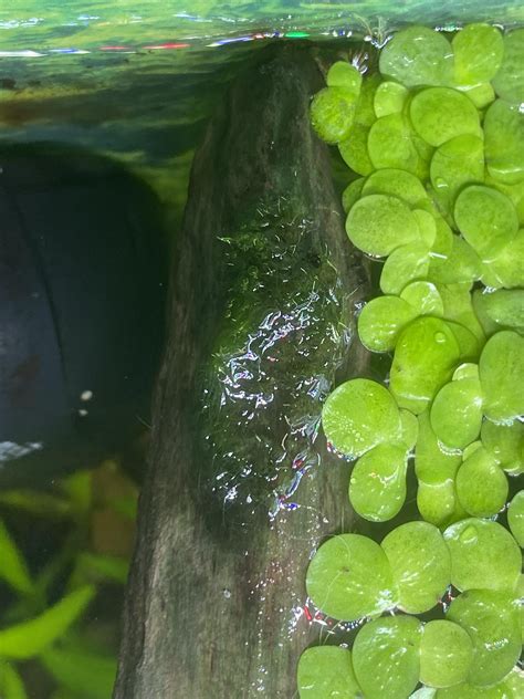 Algae Mold Or Moss R Aquariums