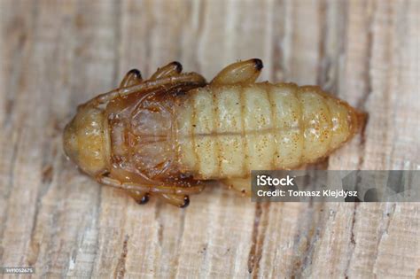 떡갈나무의 나무에서 발견되는 Cerambycidae과의 번데기 곤충에 대한 스톡 사진 및 기타 이미지 Istock