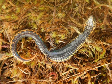 En Perú Descubren Nueva Especie De Lagartija Grupo Milenio
