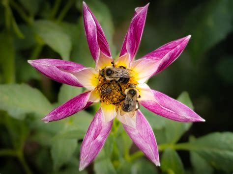 Why Are Pollinator Gardens Important Exploring Fascinating Pollinator Friendly