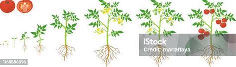 토마토 식물의 수명 주기 흰색 배경에 고립 된 잘 익은 빨간 토마토와 루트 시스템과 꽃과 열매식물에 씨앗에서 성장 단계 토마토 식물에 대한 스톡 벡터 아트 및 기타 이미지
