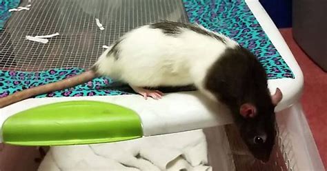 My Rats Get Better Treatment Than Most People Do Album On Imgur