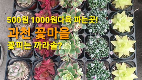 500원1000원다육이 파는곳꽃피는 까라솔 꽃마을 500원다육 1000원다육 과천화훼집하장 선인장 까라솔 루비앤넥크리스 선물용다육이 택배안돼요