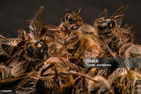 Many Poor Dead Bees Fround Near Agricultural Fields Poisoned Through