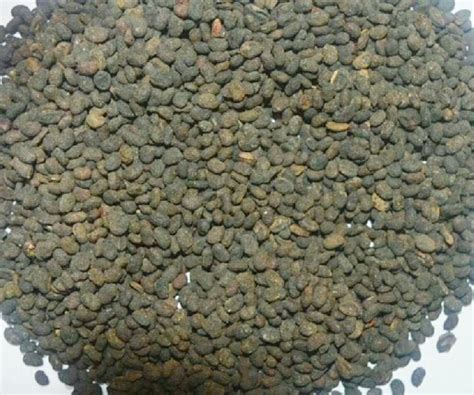 Babchi At Best Price In Amravati Id 5994049 Sunspear Exports