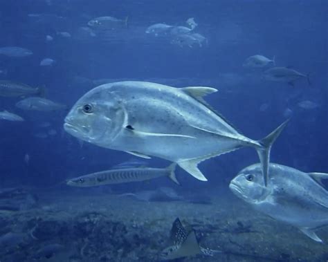 Giant Trevally Facts Diet Habitat And Pictures On Animaliabio