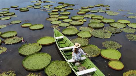Alter Do Chão O Paraíso Escondido No Norte Do Brasil Travellers Review