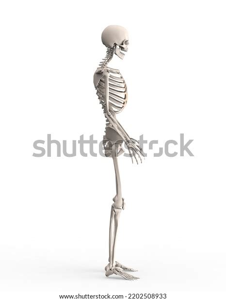 Skeleton Male Human Body By 3dcg 库存插图 2202508933 Shutterstock