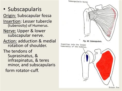 Ppt Muscles And Nerves Of The Back And Neck Powerpoint Presentation