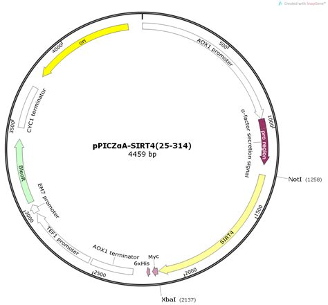 Ppiczαa Sirt4 25 314 Plasmid Ppiczαa Sirt4 25 314 Ppiczαa Sirt4 25