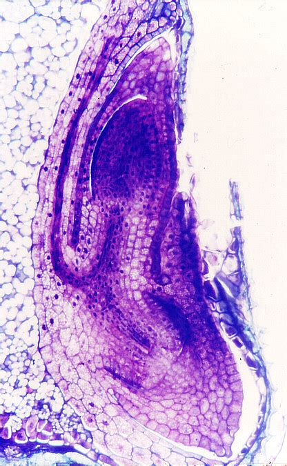 Grass Genera Of The World Dinebra Jacq