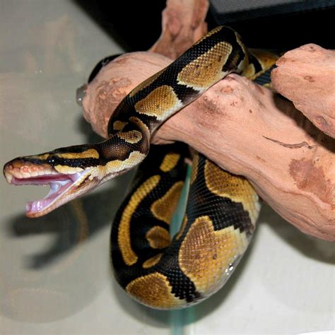 Cute Ball Python Yawn