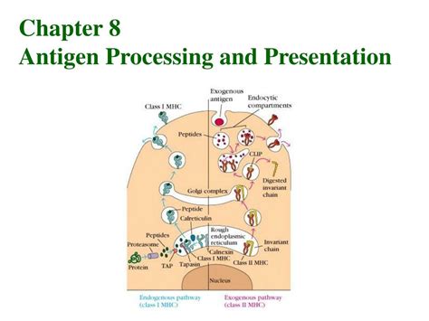 Antigen Processing And Presentation Pathways