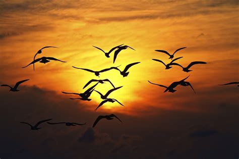 Wallpaper Sunlight Birds Sunset Nature Love Reflection Sky