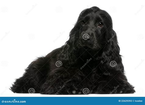 English Cocker Spaniel Puppy 5 Months Old Stock Image Image Of