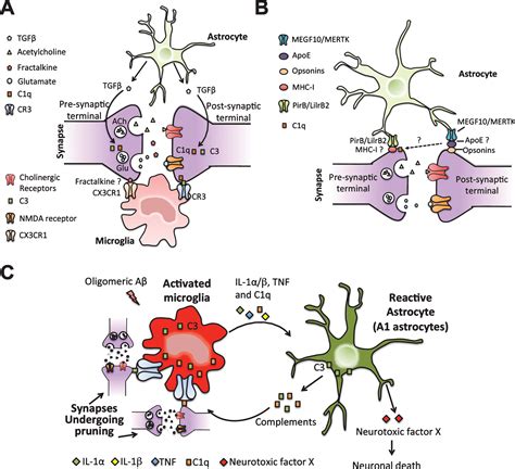 Dynamics Of The Complement Cytokine And Chemokine Systems In The