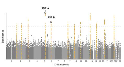 Solved Compare Snp A And Snp B Below Which Of The Following